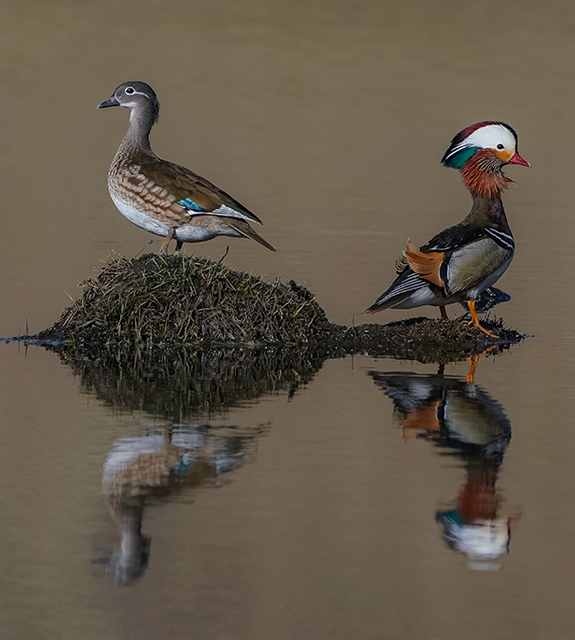 Mandarin Duck(Aix galericulata) Bird Mongolia