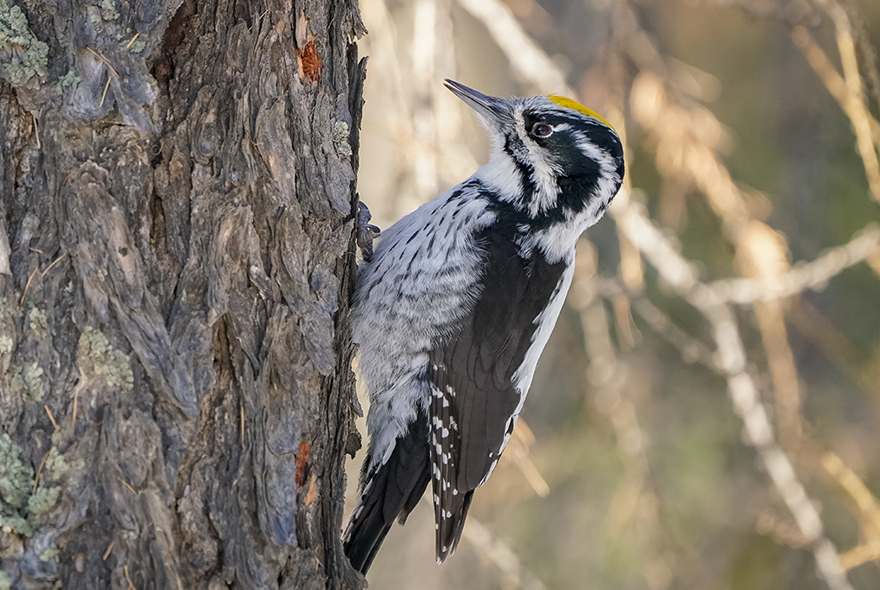 Three Toed Woodpecker