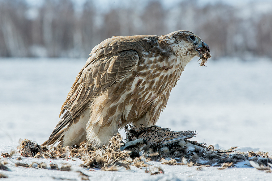 Saker Falcon Hunting